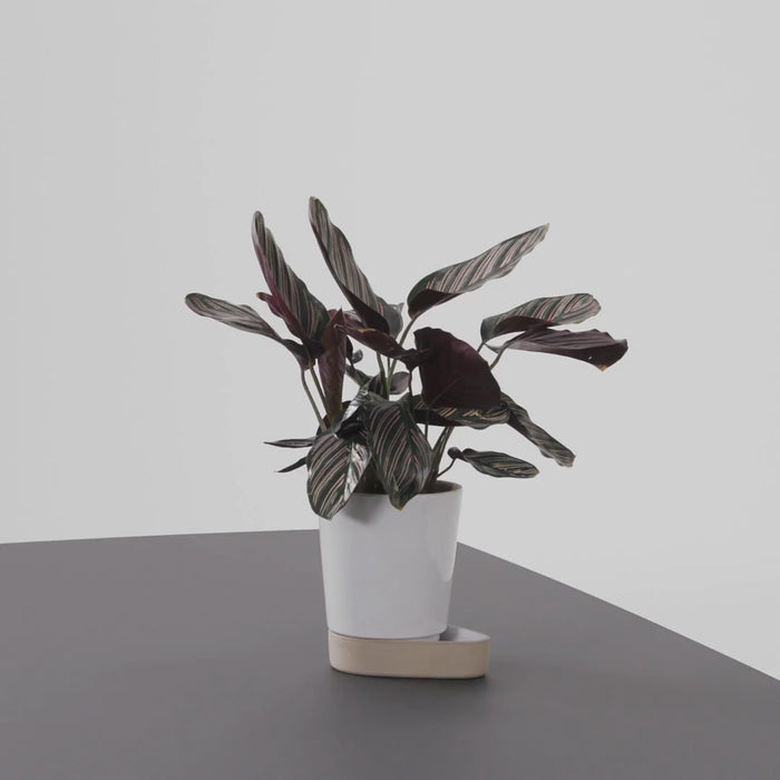 Sip Plant Pot | Modern & Designer Plant Pot | Case Furniture