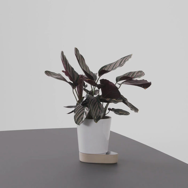Sip Plant Pot | Modern & Designer Plant Pot | Case Furniture