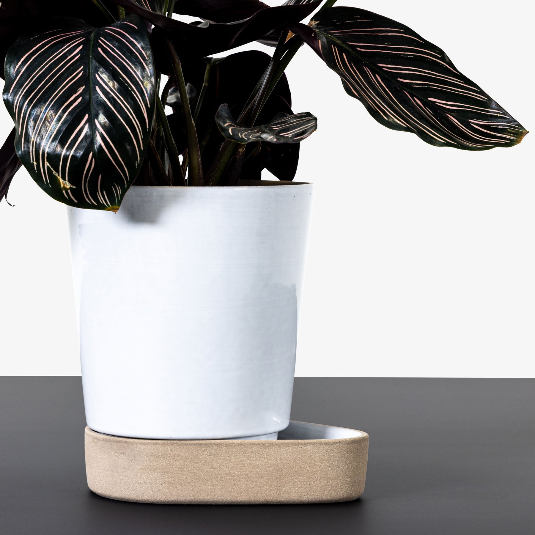 Sip Plant Pot | Modern & Designer Plant Pot | Case Furniture