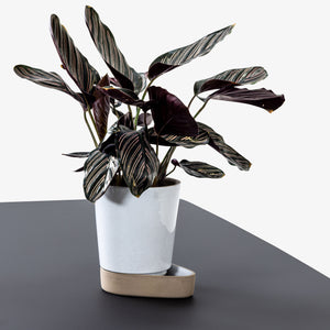 Sip Plant Pot | Modern & Designer Plant Pot | Case Furniture