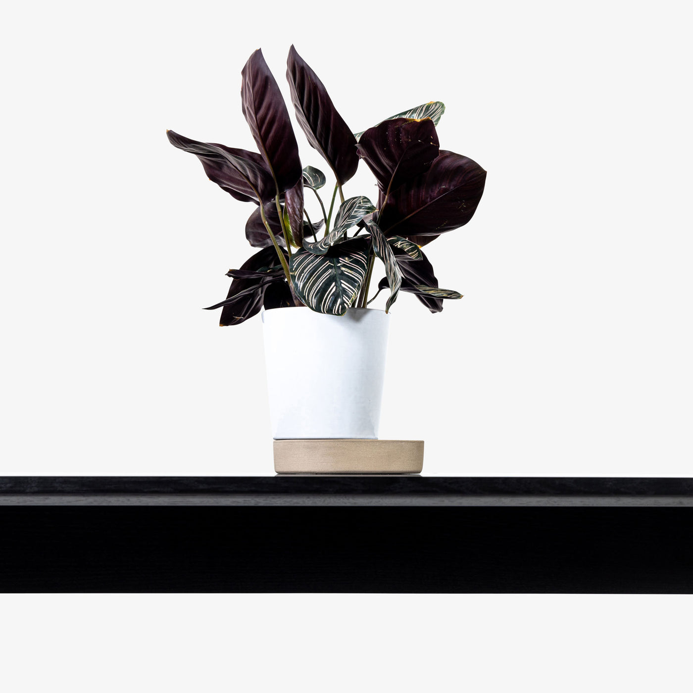 Sip Plant Pot | Modern & Designer Plant Pot | Case Furniture