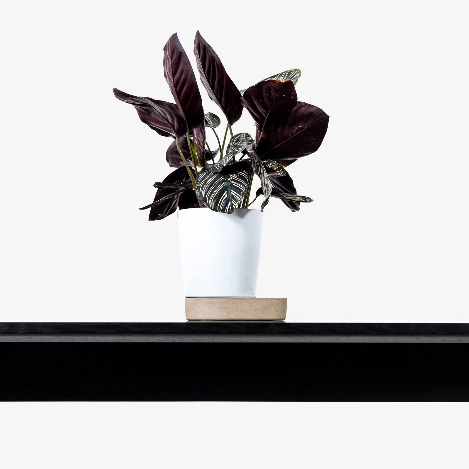 Sip Plant Pot | Modern & Designer Plant Pot | Case Furniture